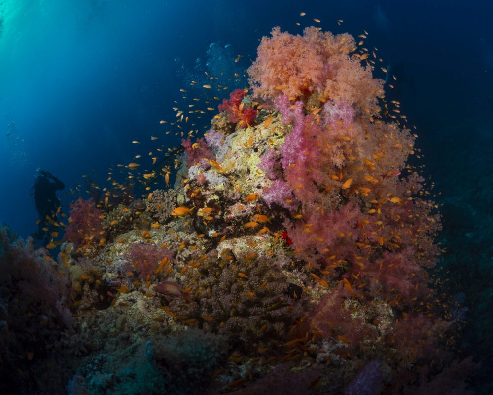 Discover the Wrecks of the Red Sea - Te Moana